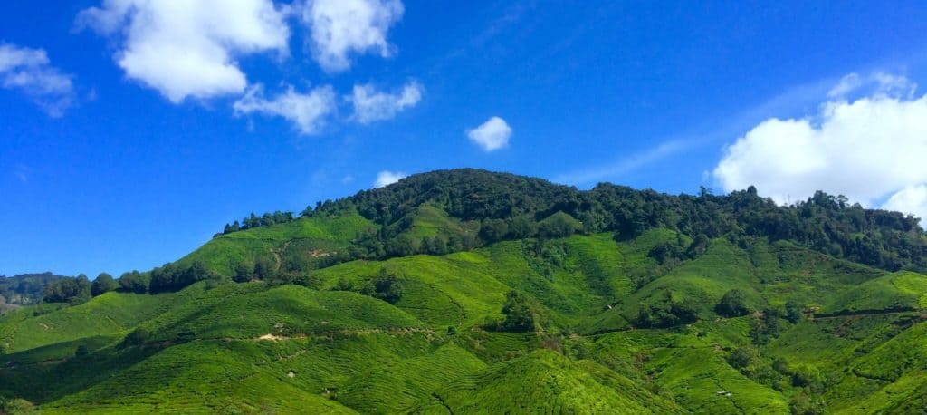 Cameron Highlands | Taman Negara Travel