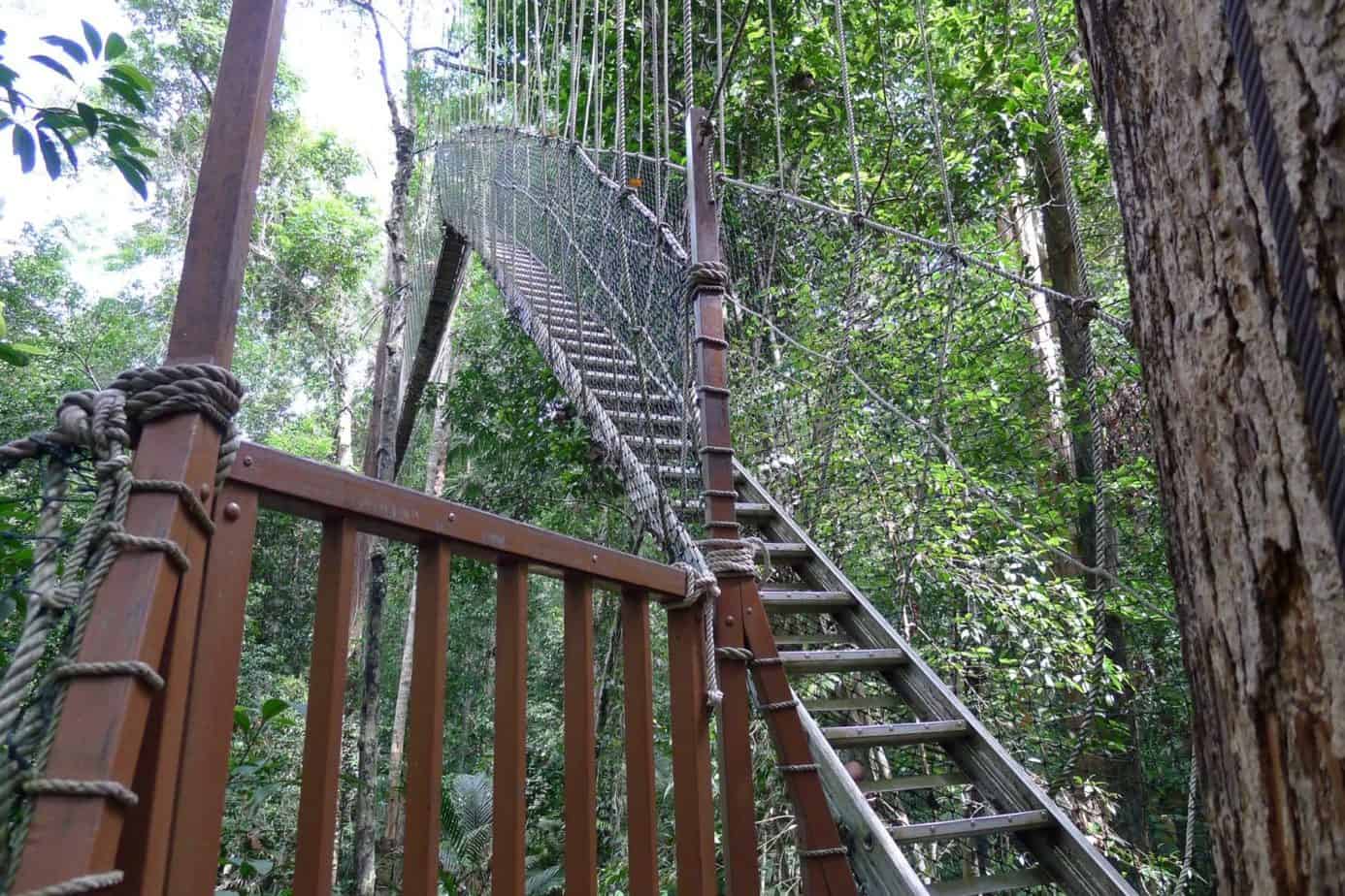 canopy walkway - taman negara | Taman Negara Travel