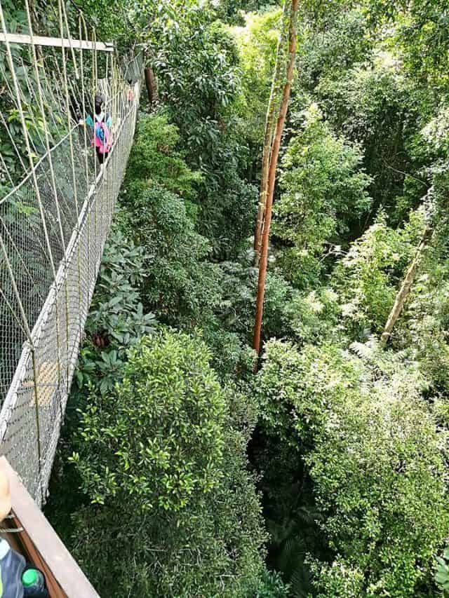 canopy walkway view | Taman Negara Travel